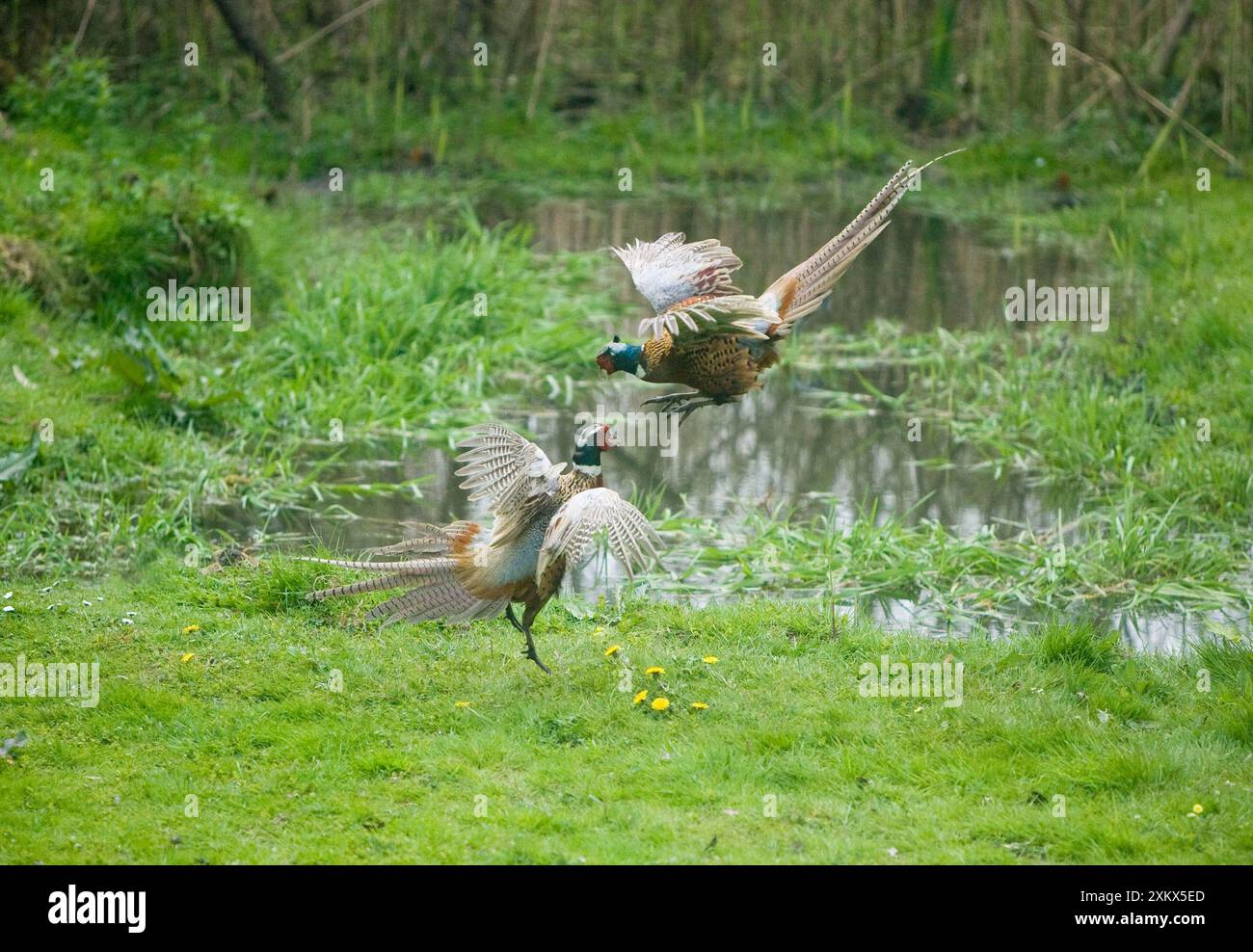Males fighting over females hi-res stock photography and images - Alamy