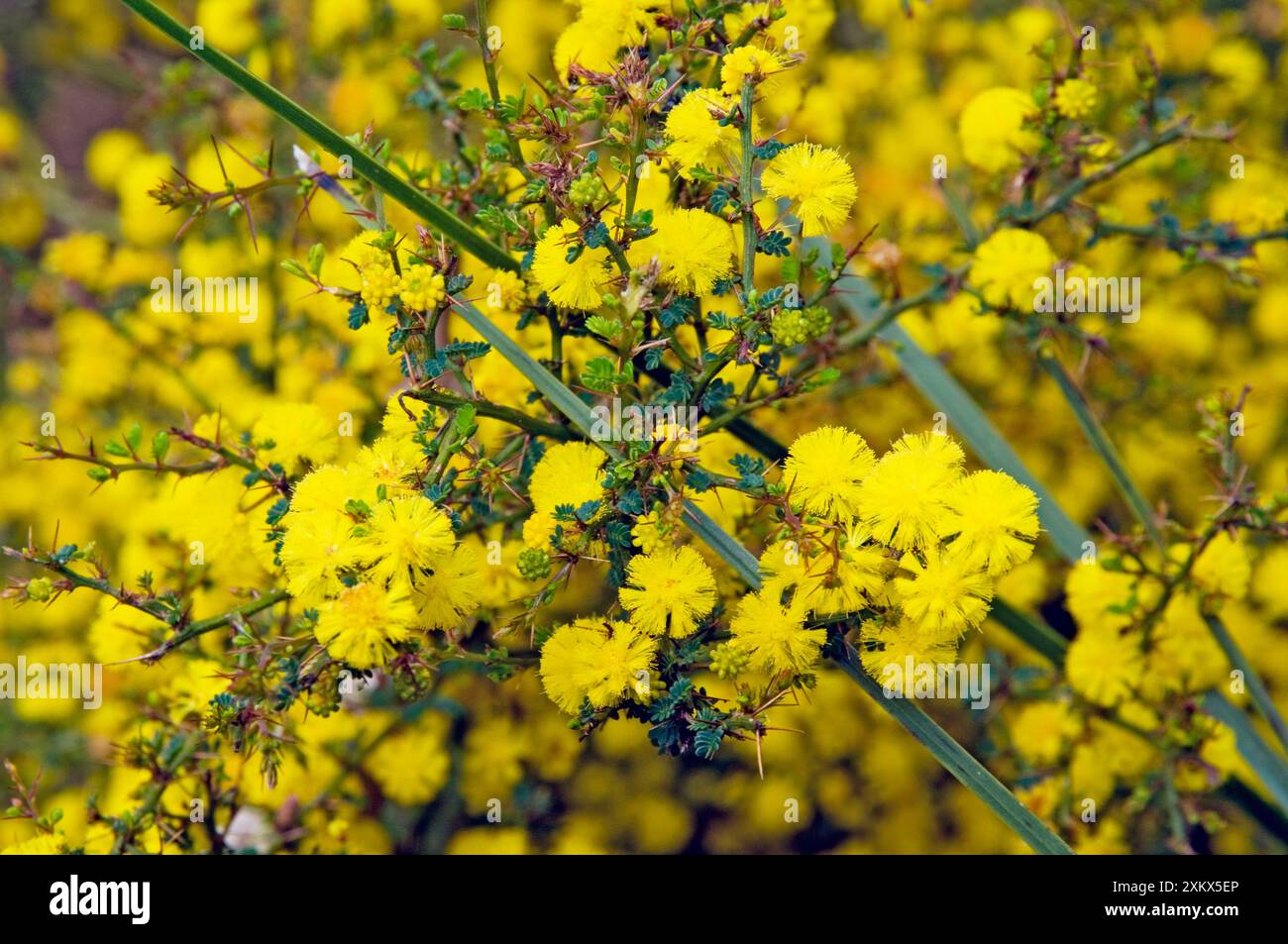 Prickly acacia australia hi-res stock photography and images - Alamy