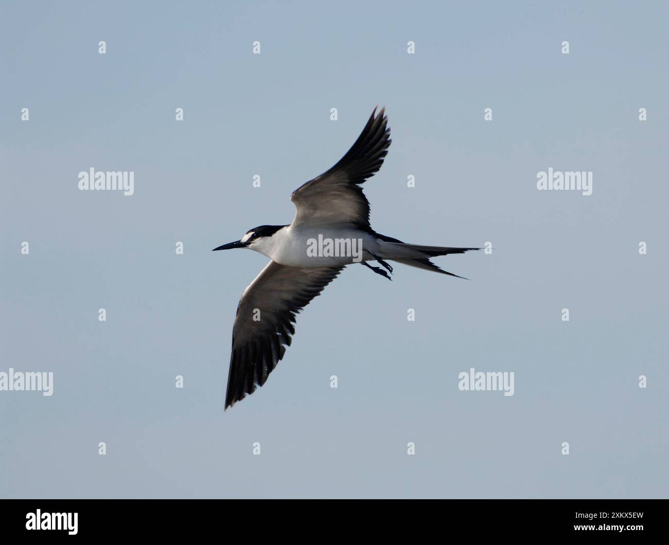 Sooty Tern - in flight Stock Photo - Alamy