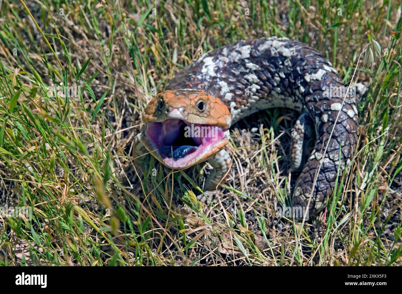 Western Blue Tongue / Shingleback - opening mouth Stock Photo - Alamy