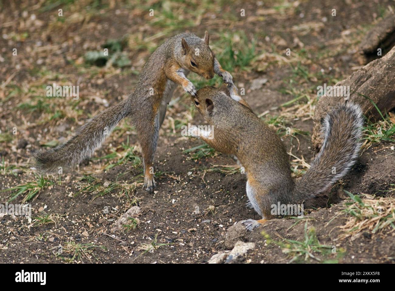 Grey Squirrels having a fight on ground then continued Stock Photo - Alamy