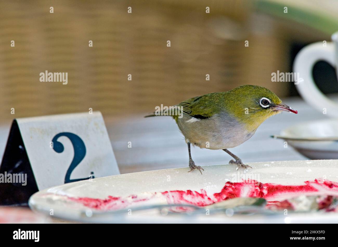 Australian silvereye bird eating hi-res stock photography and images ...
