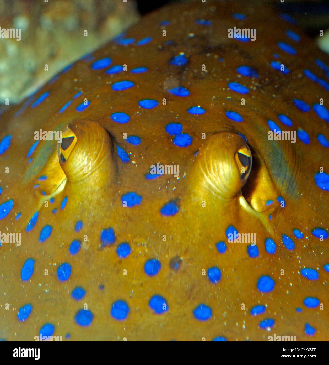 Blue Spotted Sting Ray Stock Photo - Alamy