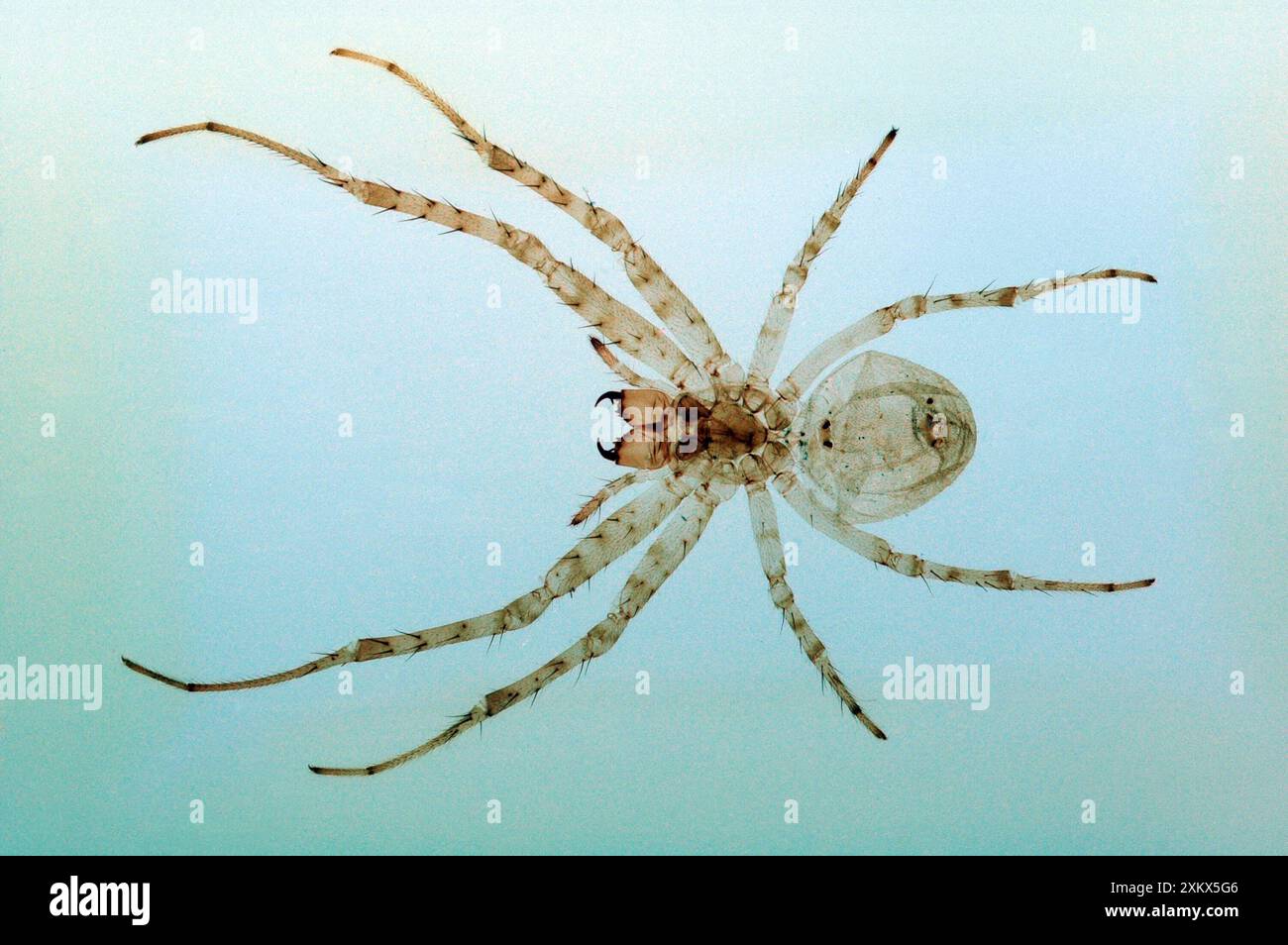Spider. Microscope preparation of eyes and fangs Stock Photo - Alamy