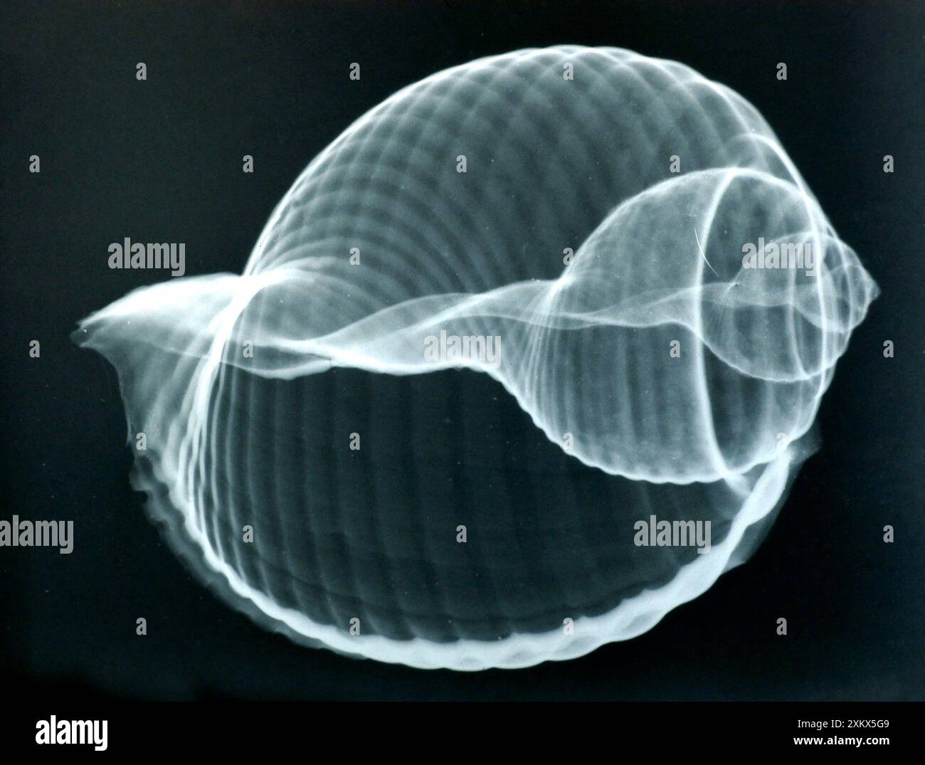 Baler shell, x-ray to show internal structure and spiralling. spirals ...