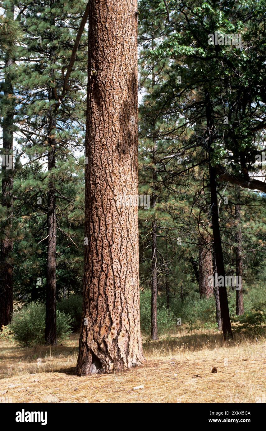 Jeffrey pine tree hi-res stock photography and images - Alamy