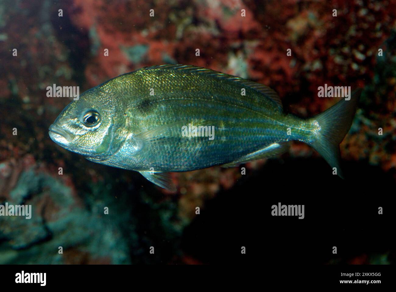 Pinfish hi-res stock photography and images - Alamy