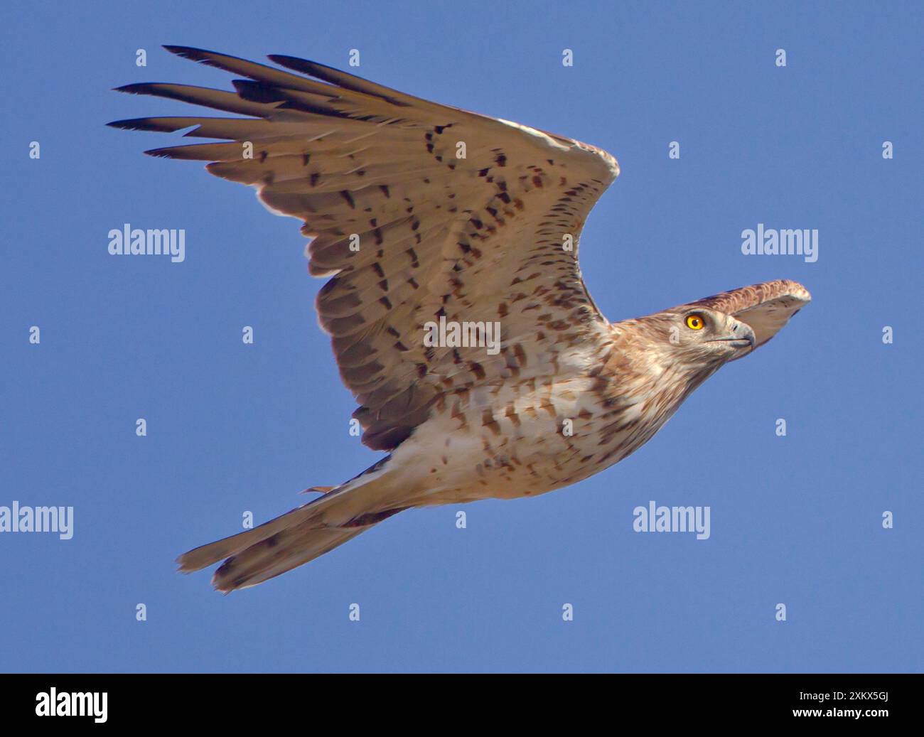 Short-toed Eagle - in flight on migration over Stock Photo - Alamy
