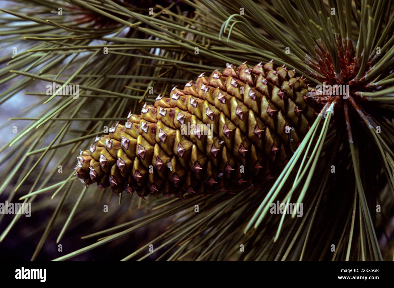 Ponderosa / Yellow Pine Cone Stock Photo - Alamy