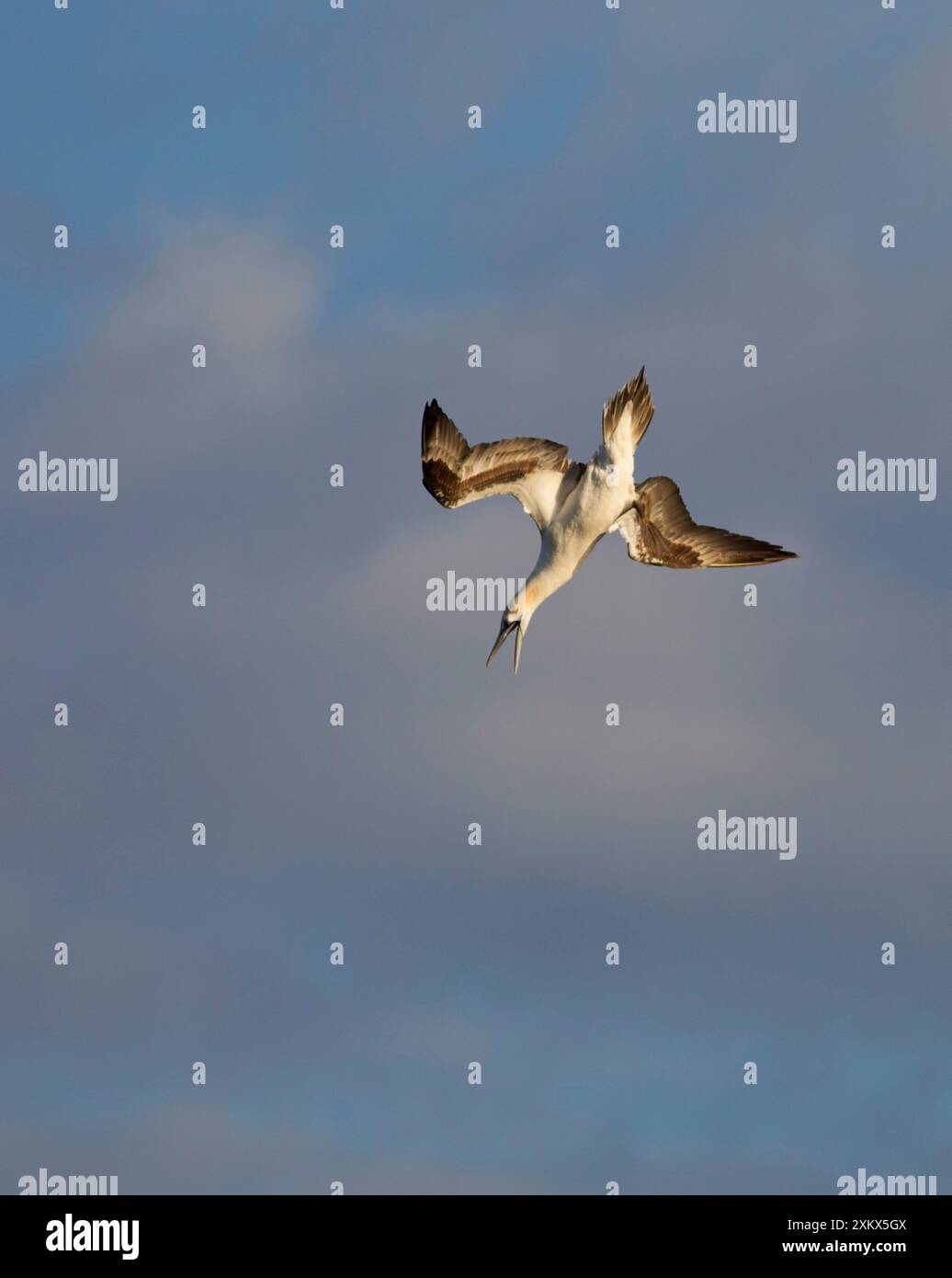 Bill open hi-res stock photography and images - Alamy