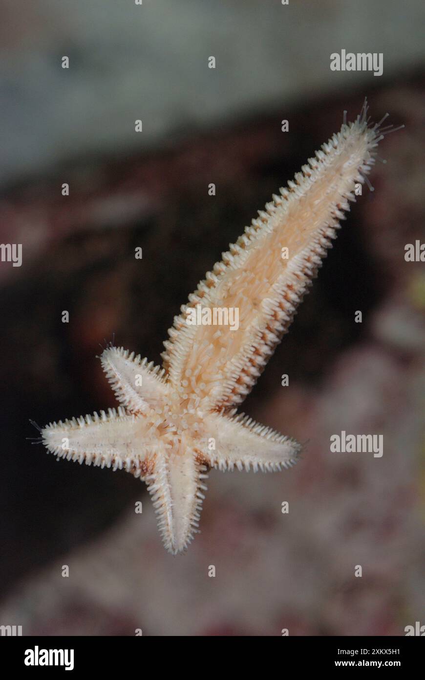 Starfish regeneration arms hi-res stock photography and images - Alamy