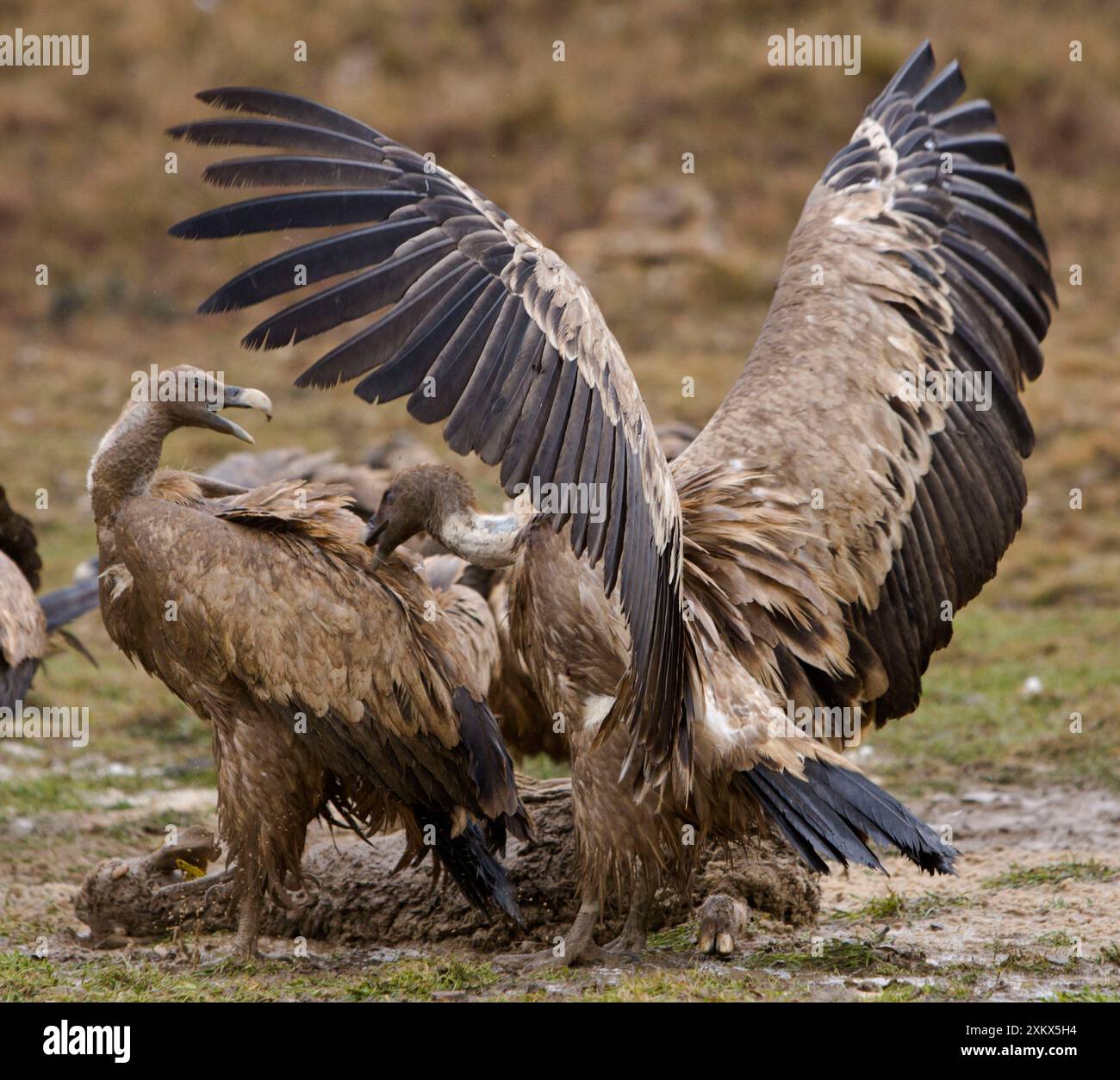 Vultures wings hi-res stock photography and images - Alamy