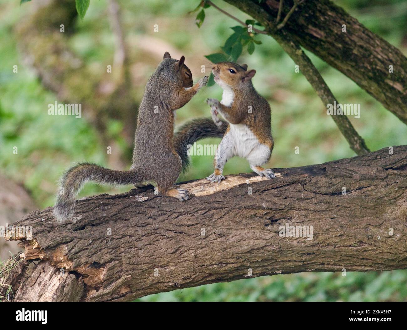 Grey Squirrels standing upright having a fight on branch Stock Photo ...