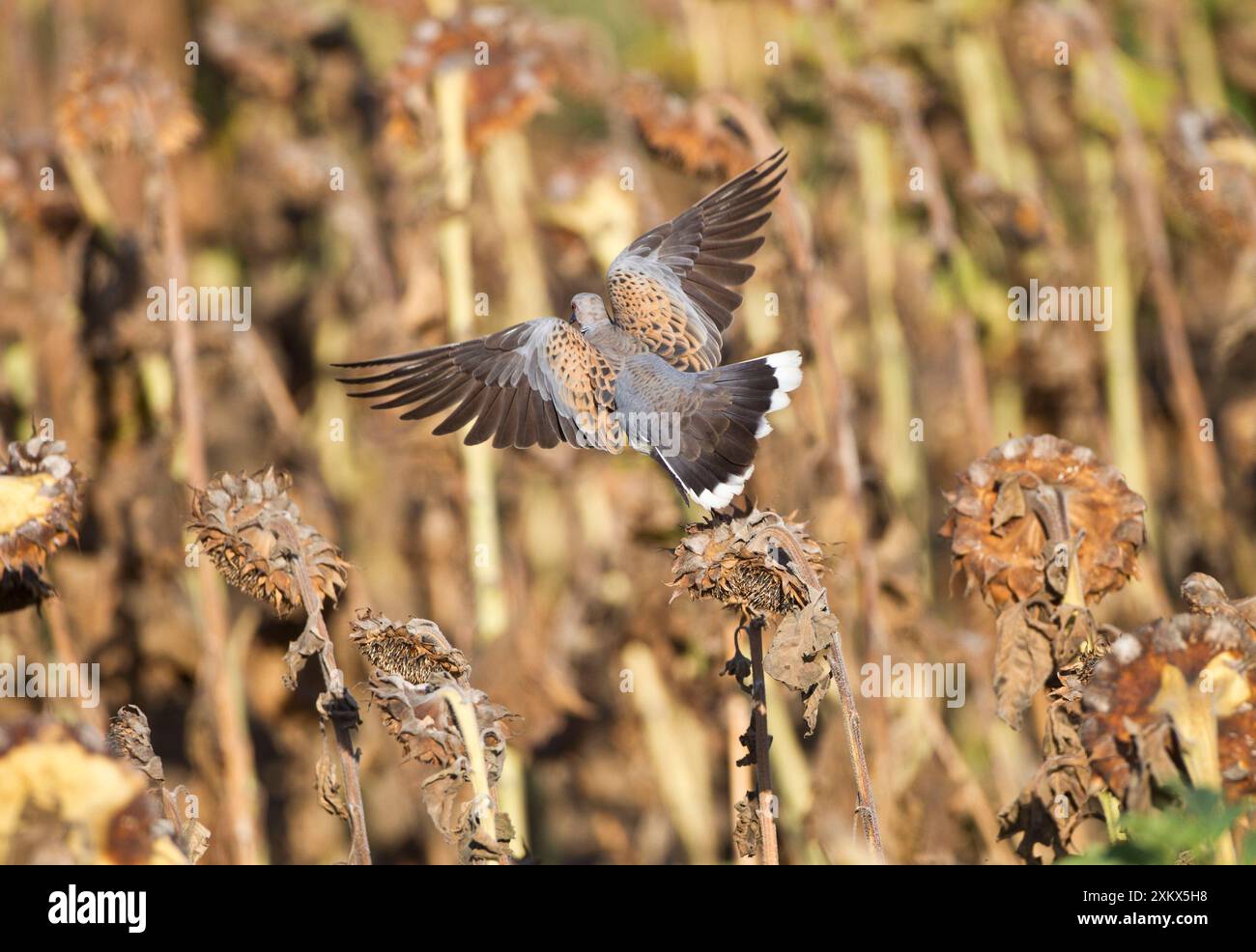 European Turtle Dove - in flight over Sunflowers Stock Photo - Alamy