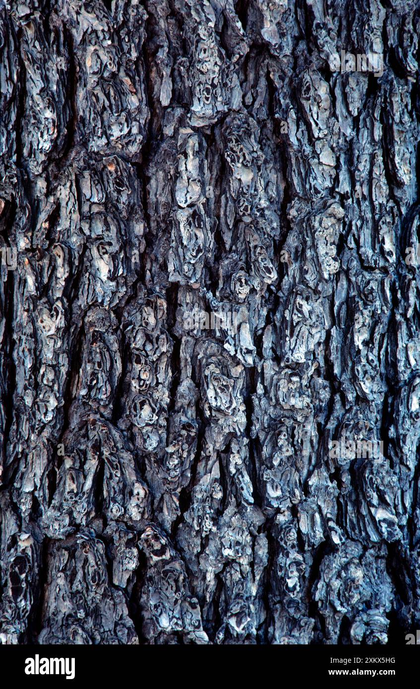 Mountain hemlock hi-res stock photography and images - Alamy