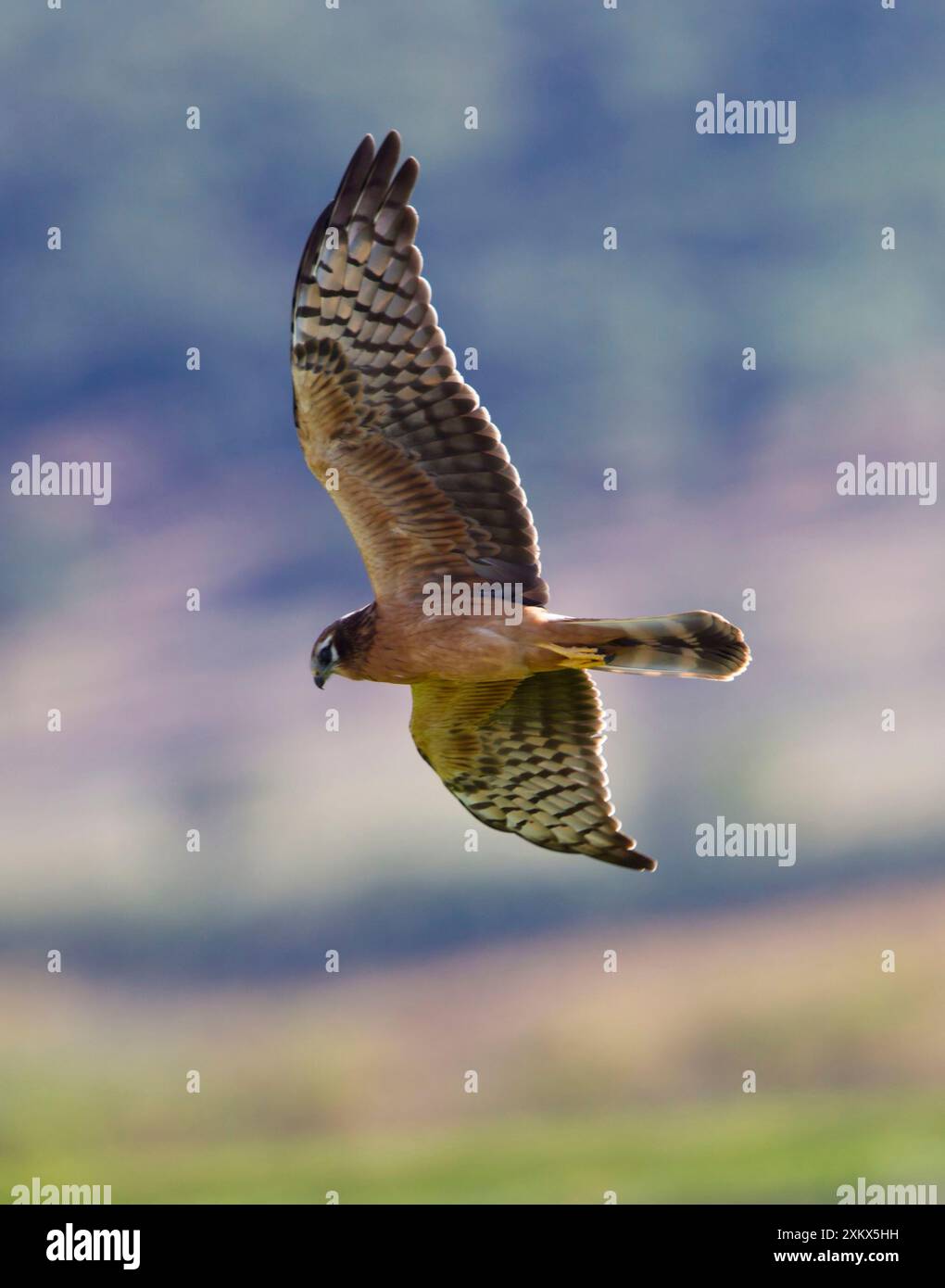 Montagu's Harrier - juvenile in flight - hunting Stock Photo - Alamy
