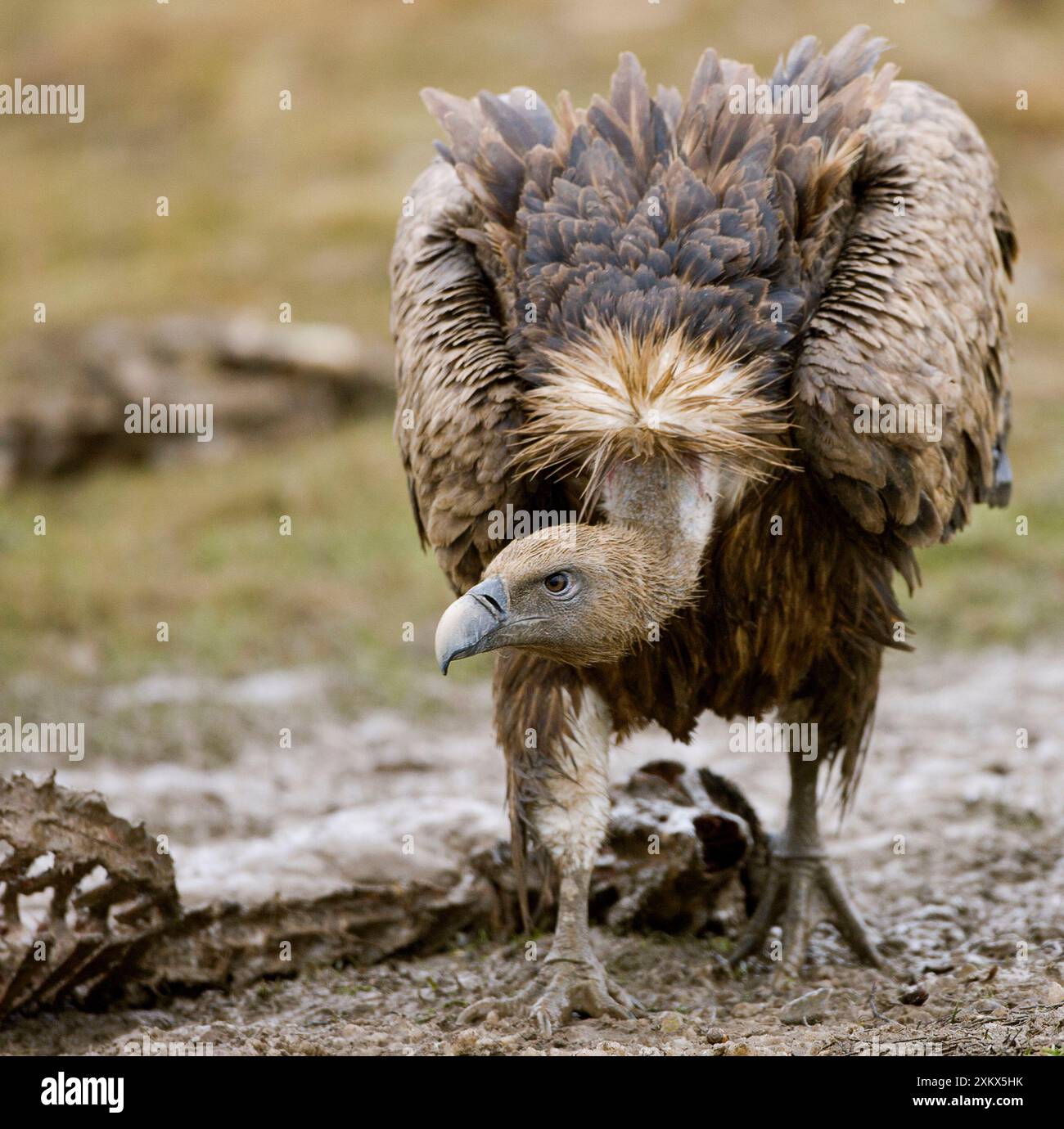Threatening stance hi-res stock photography and images - Alamy