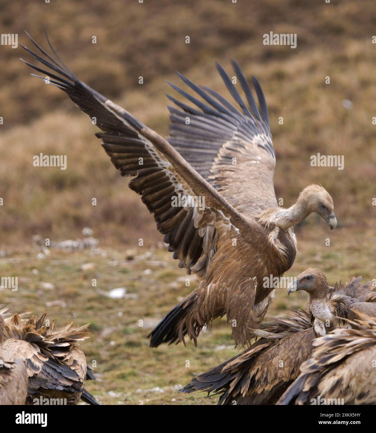 Vultures wings hi-res stock photography and images - Alamy