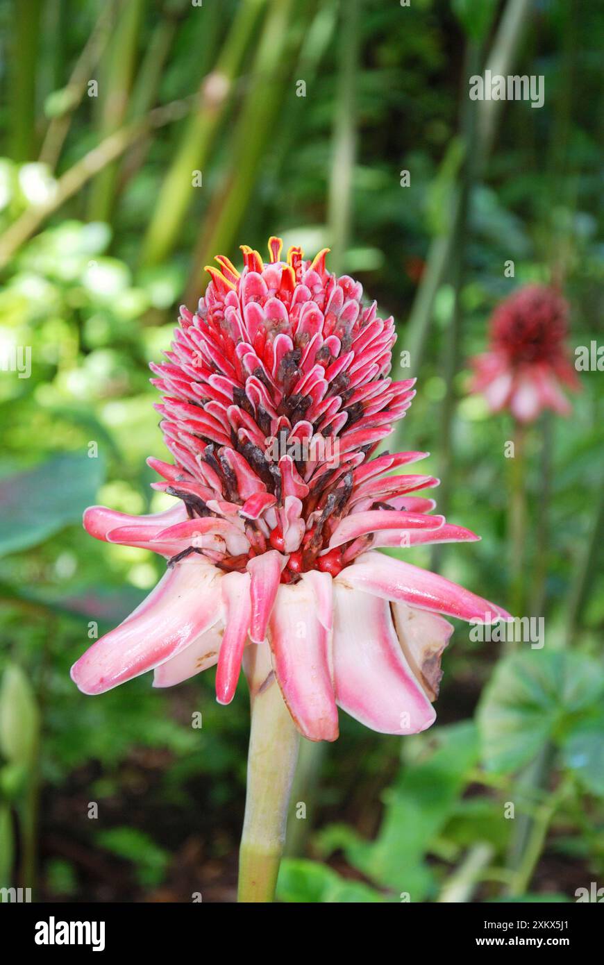 Pink Torch Ginger, originally from Indonesia, grown Stock Photo - Alamy