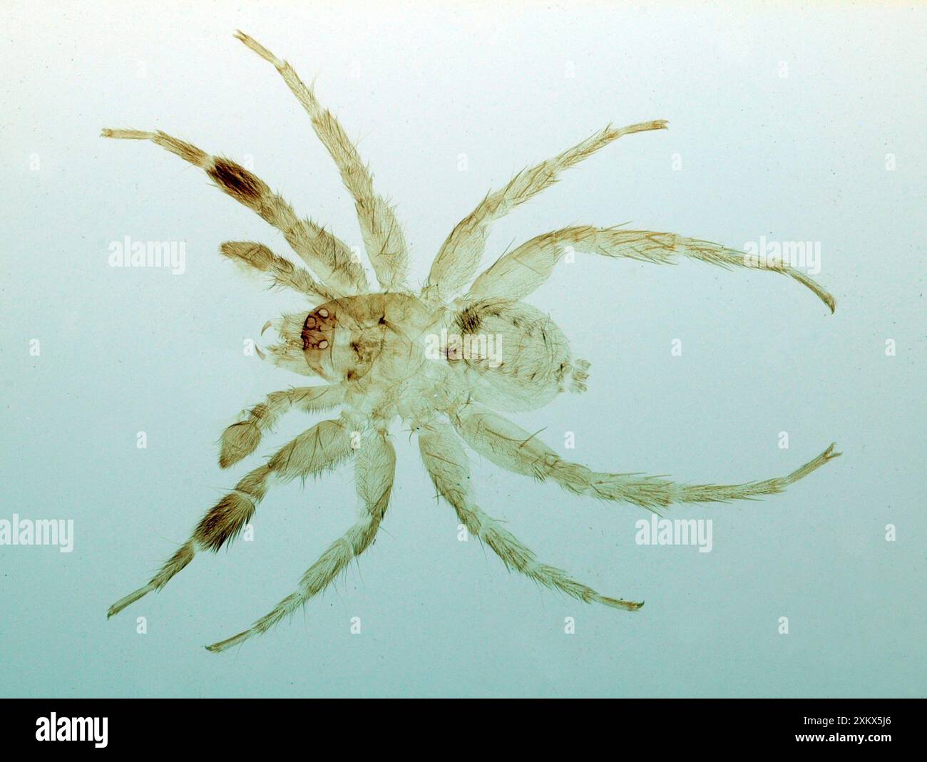 Spider. Microscope preparation of eyes and fangs Stock Photo - Alamy
