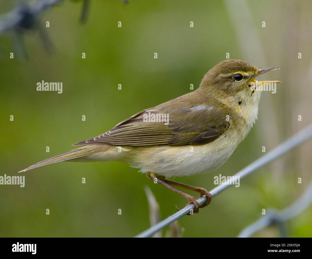 Willow warblers wire hi-res stock photography and images - Alamy