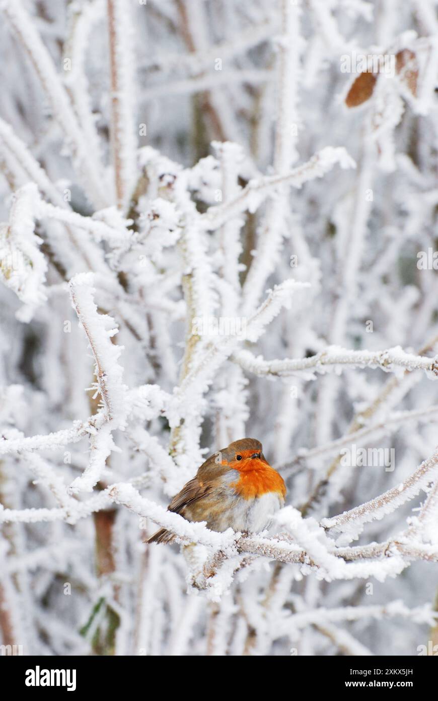Robin in intensely cold frosty weather, minus 5 Stock Photo - Alamy