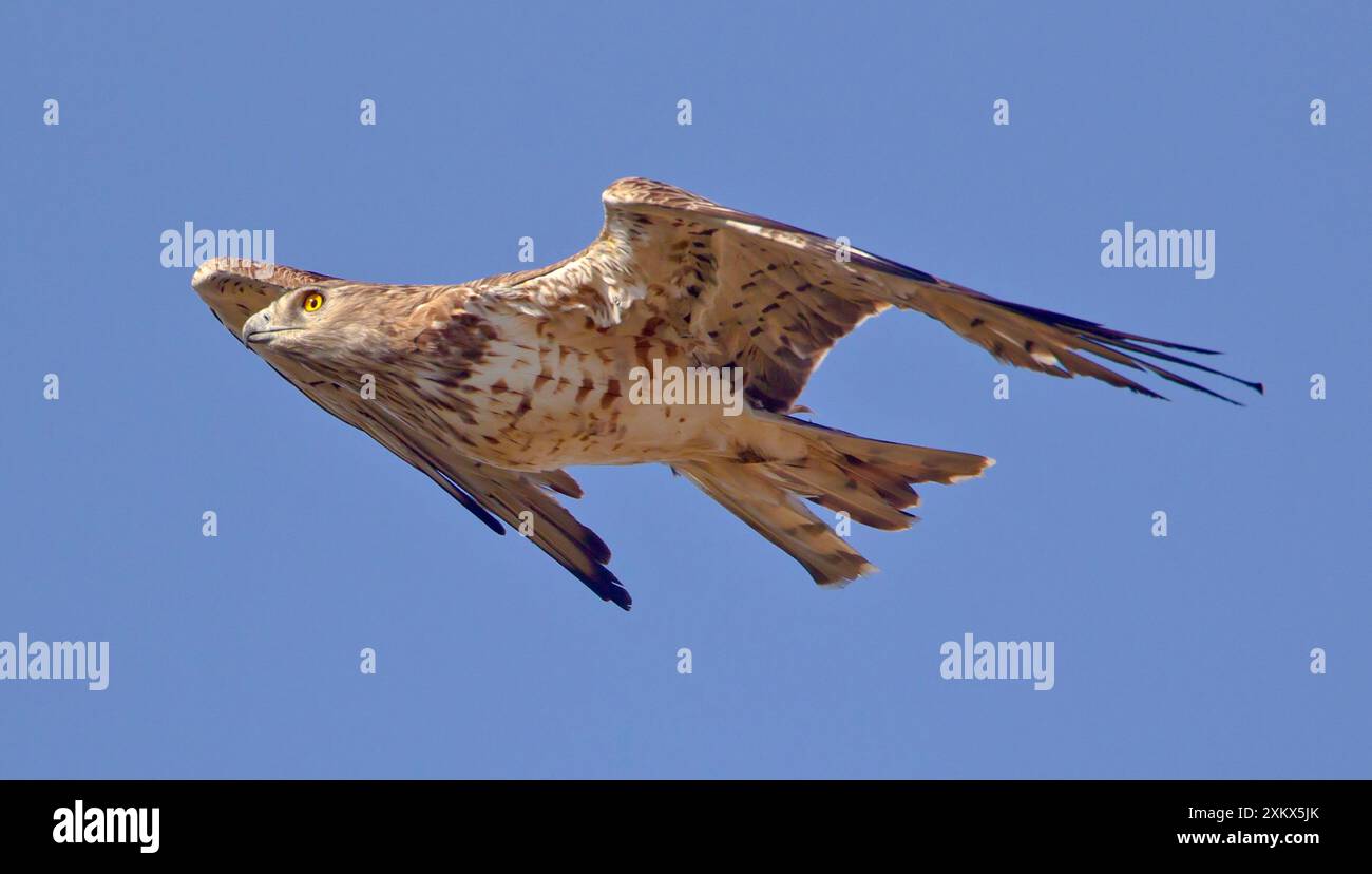Raptors over straits of gibraltar hi-res stock photography and images ...