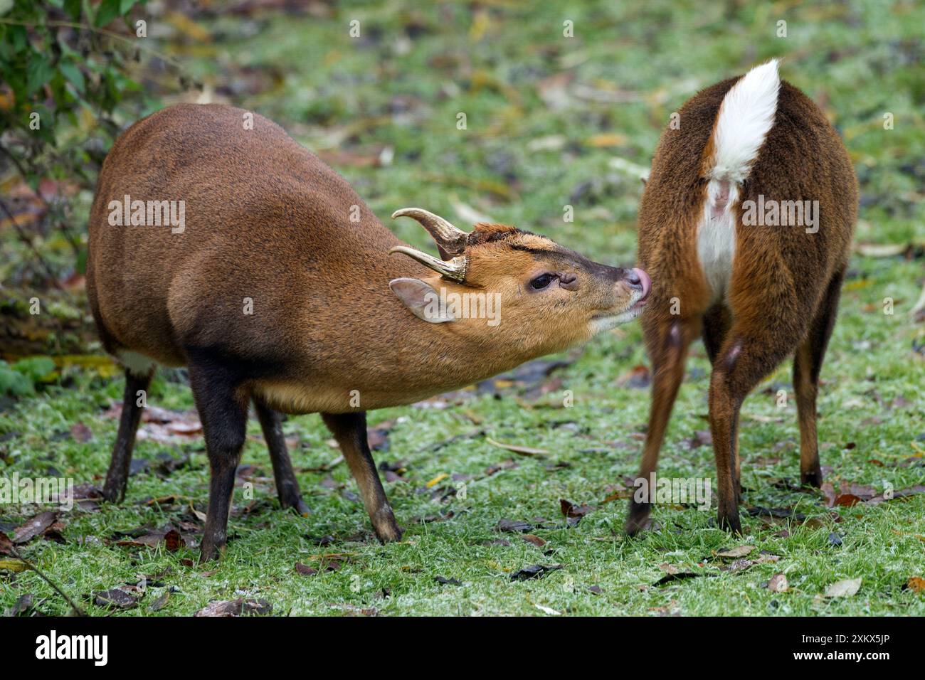 Muntjac Deer - male and female ready to mate Stock Photo - Alamy