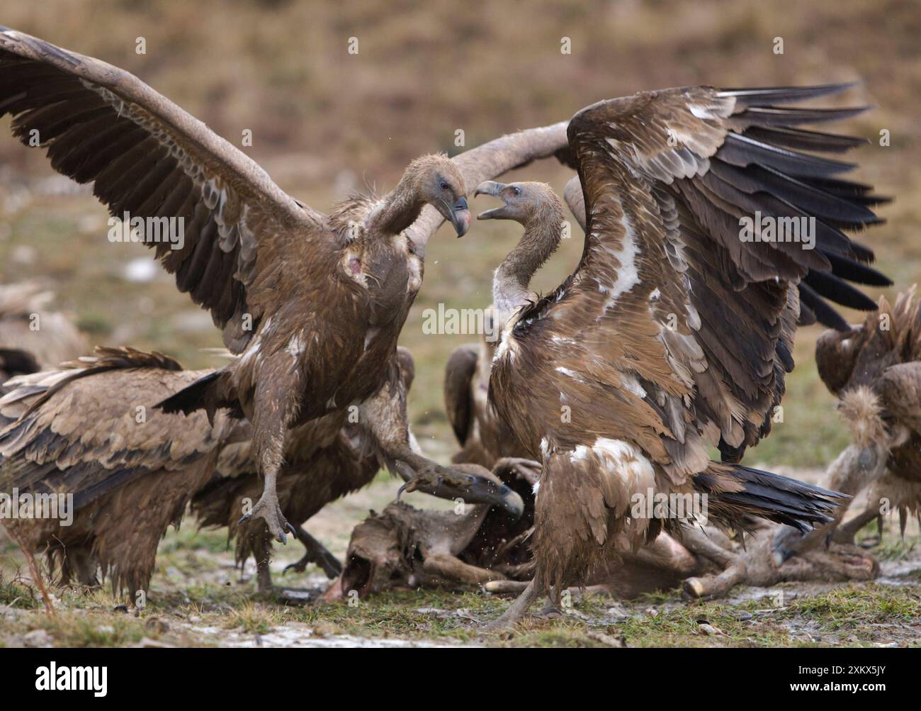 Vulture confrontation hi-res stock photography and images - Alamy