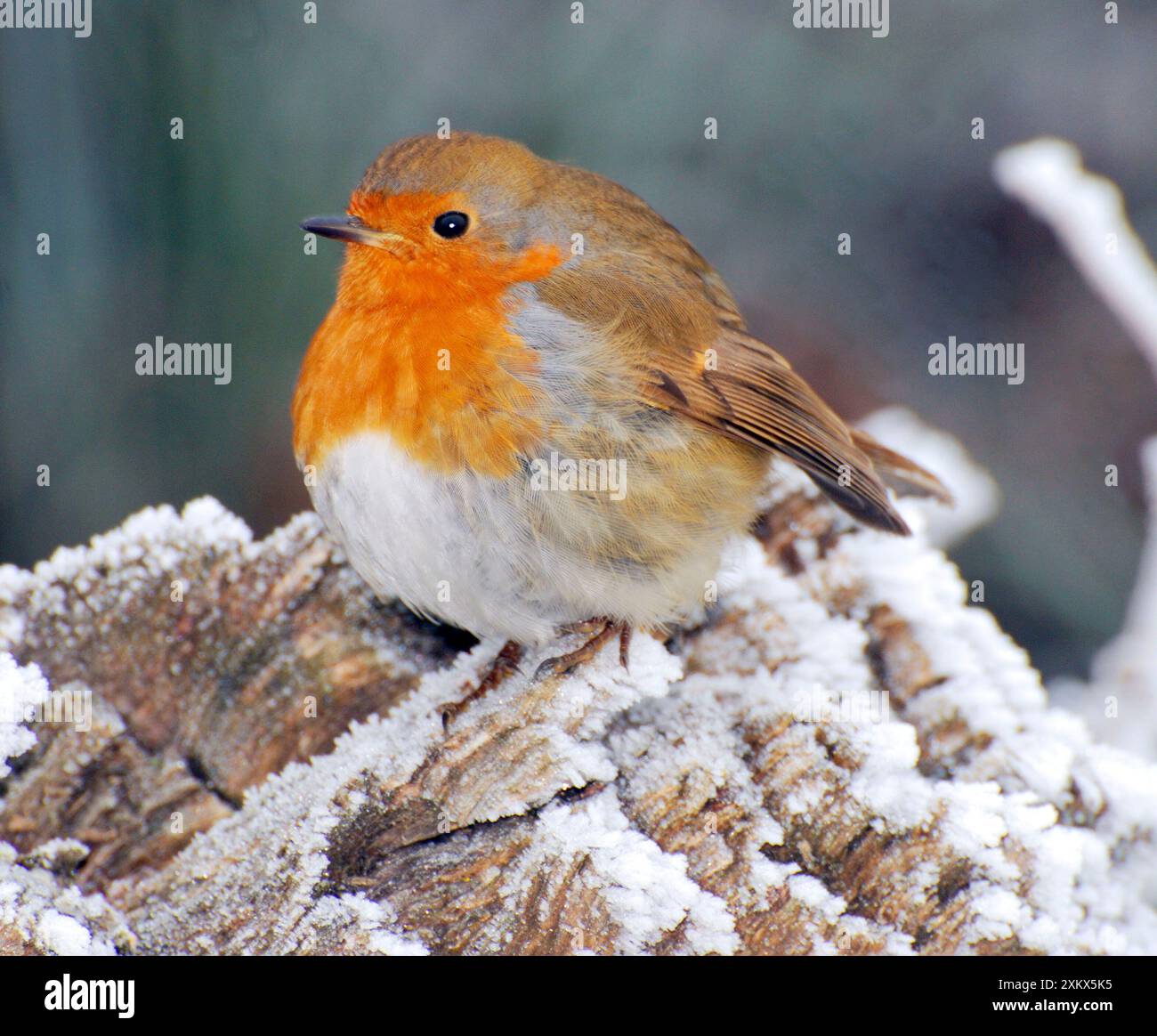 Frost feathers weather hi-res stock photography and images - Alamy