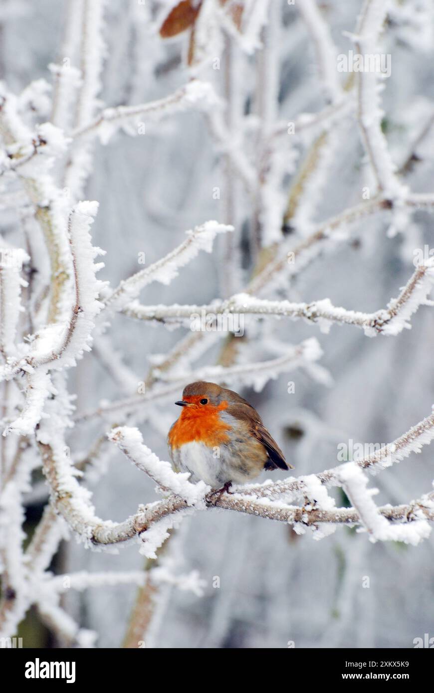 Robin in intensely cold frosty weather, minus 5 Stock Photo - Alamy