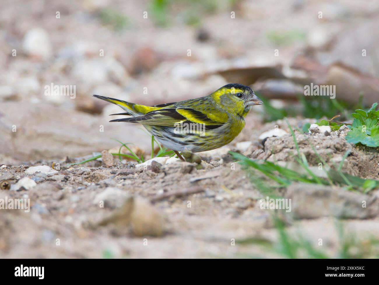Male eurasian siskin bird hi-res stock photography and images - Alamy