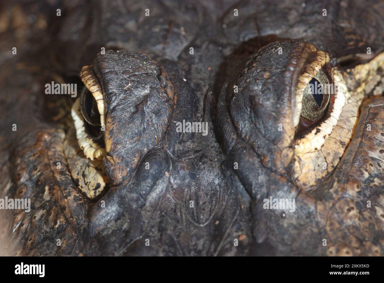 American Alligator - eyes Stock Photo - Alamy