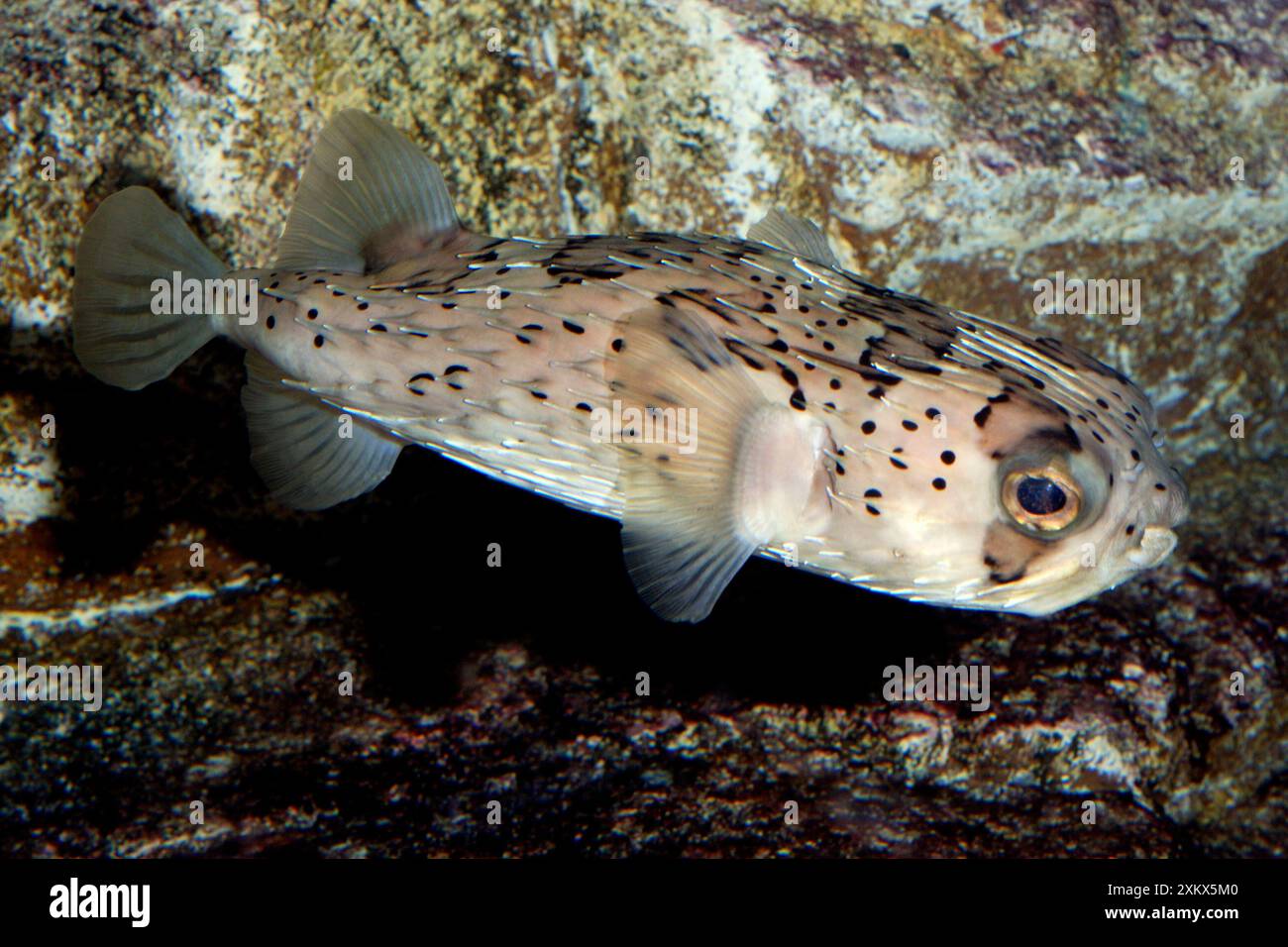 Shallow seas fish hi-res stock photography and images - Alamy