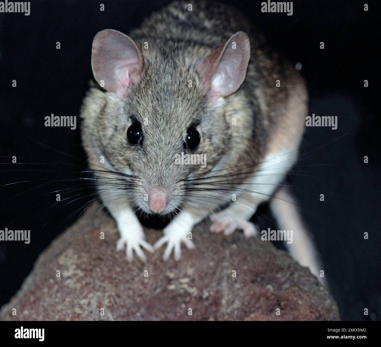 Rat white hi-res stock photography and images - Alamy