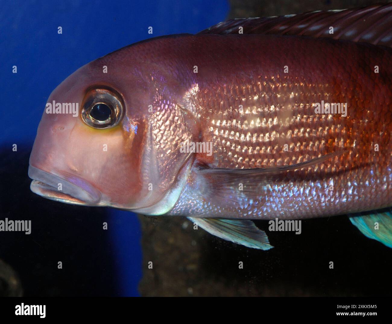 Red Tilefish, Horsehead Tilefish, midwater north Stock Photo - Alamy