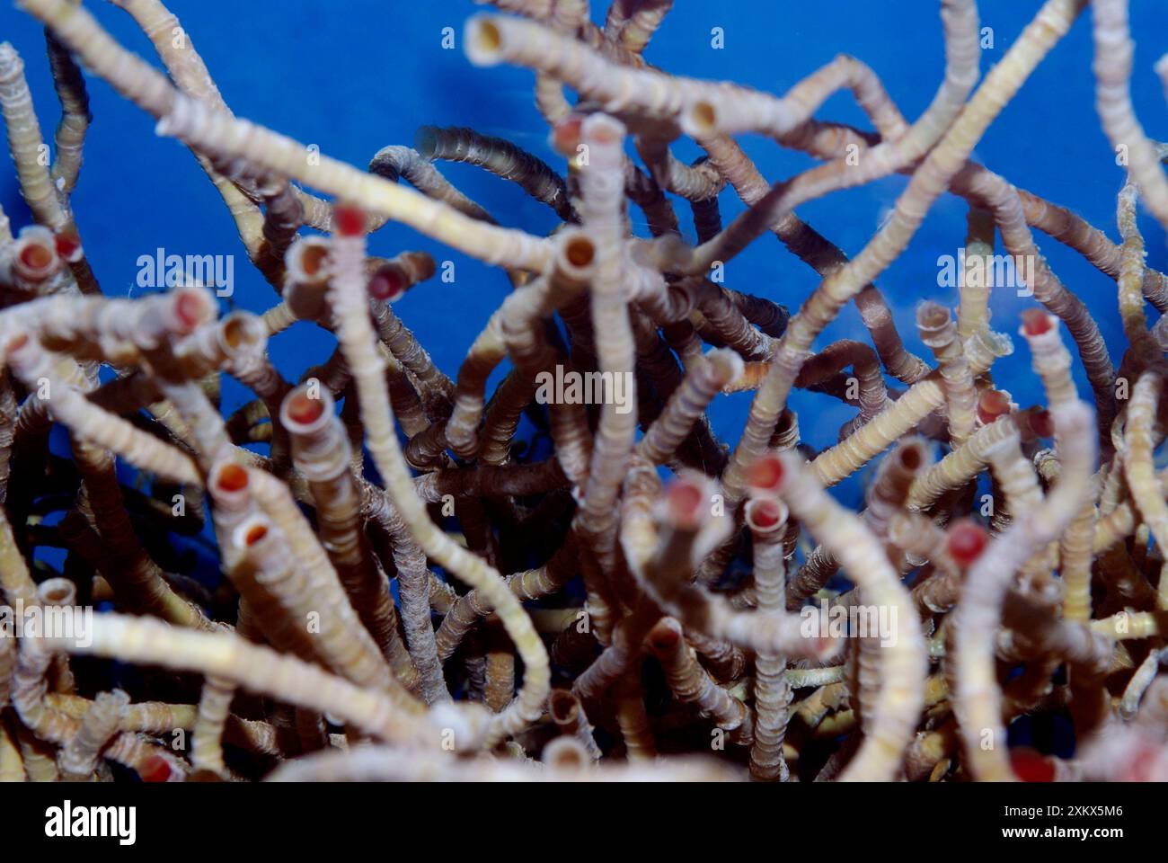 Hydrothermal vents deep sea hi-res stock photography and images - Alamy