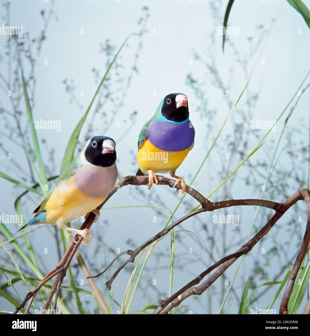 Black headed gouldian finch hi-res stock photography and images - Alamy