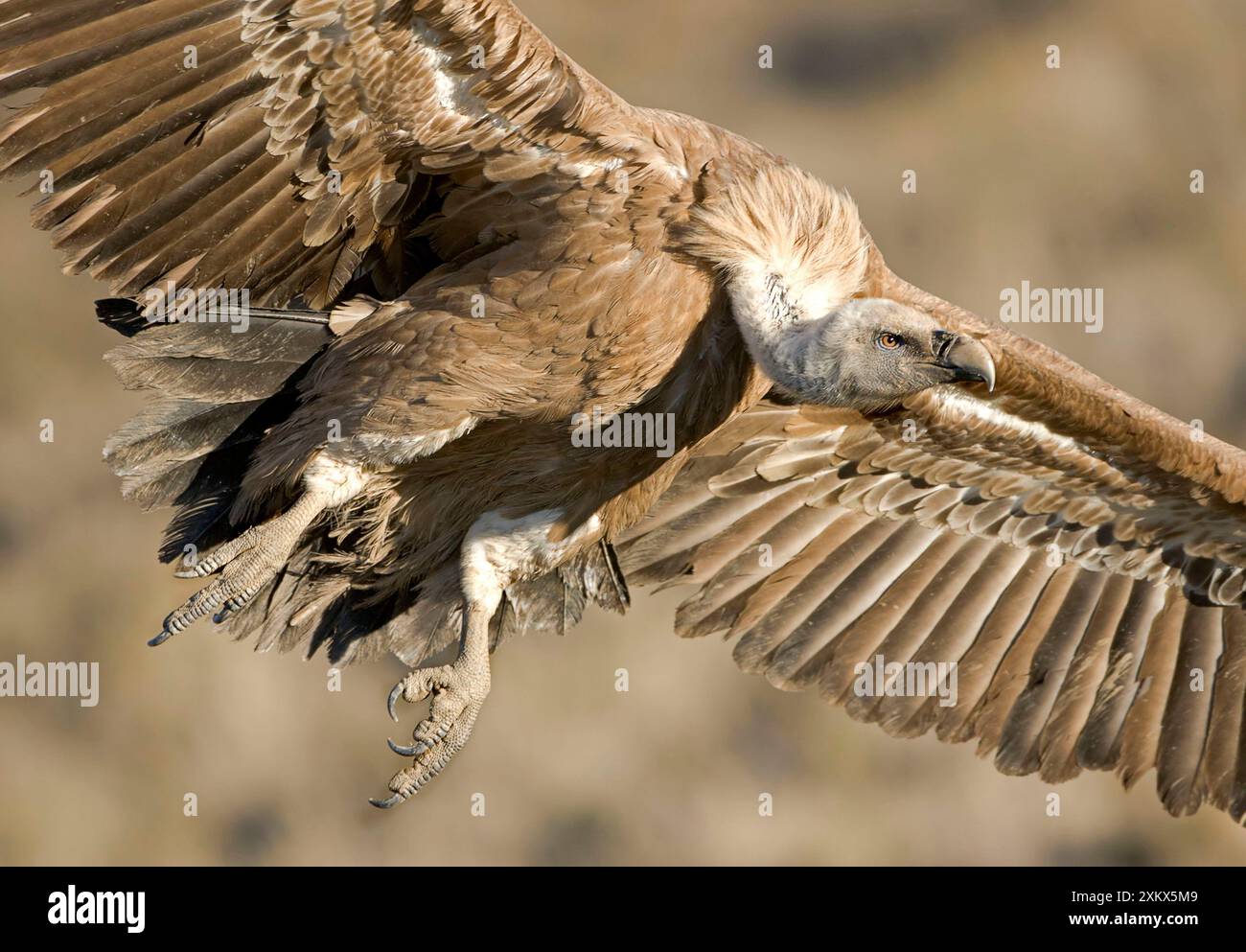 Griffon vultures in the pyrenees hi-res stock photography and images ...