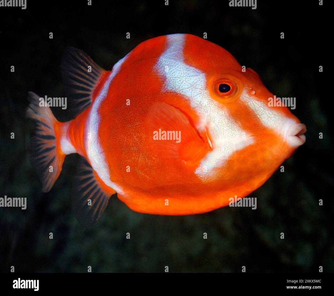 Australian fishes hi-res stock photography and images - Alamy