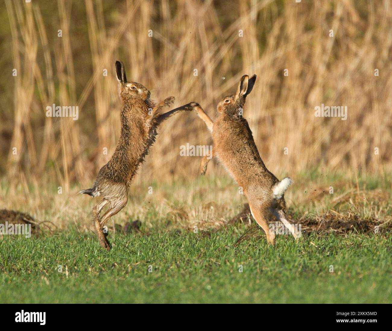 Brown Hares - boxing in field Stock Photo - Alamy