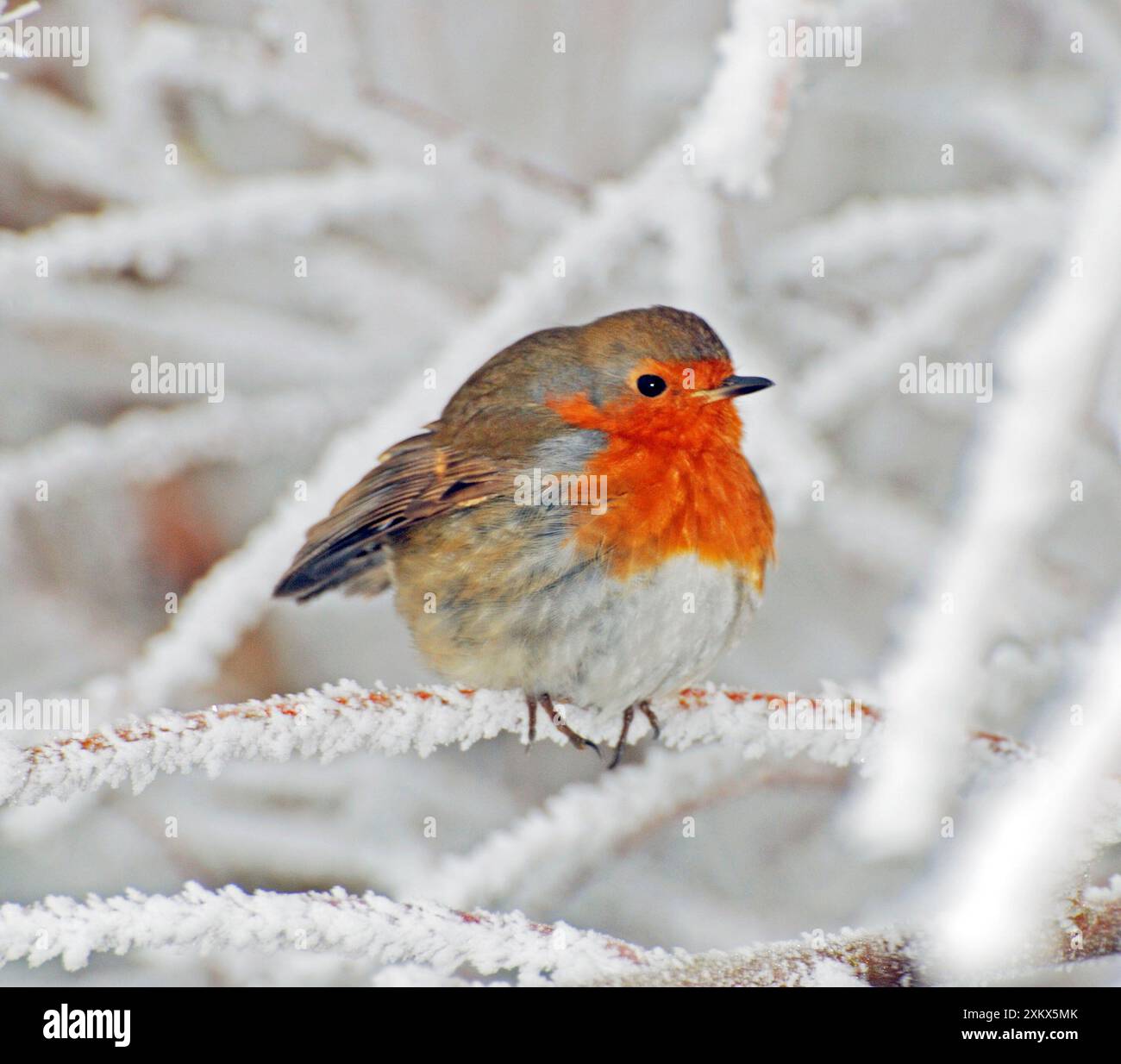 Robin in intensely cold frosty weather, minus 5 Stock Photo - Alamy