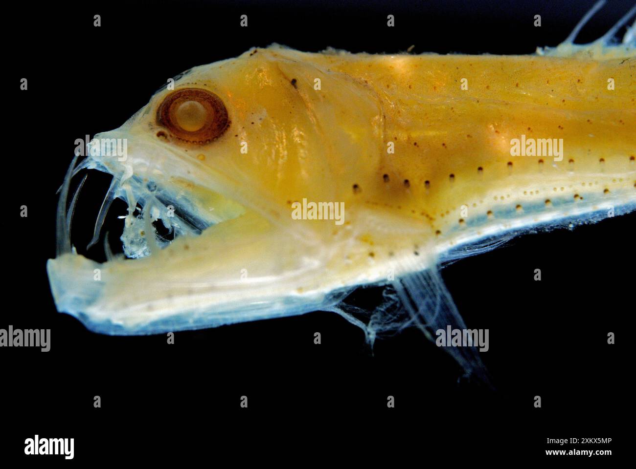 Viper fish hi-res stock photography and images - Alamy