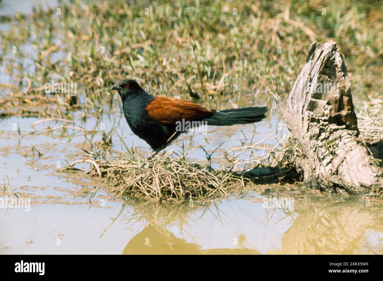 Greater Coucal / Crow Pheasant Stock Photo - Alamy