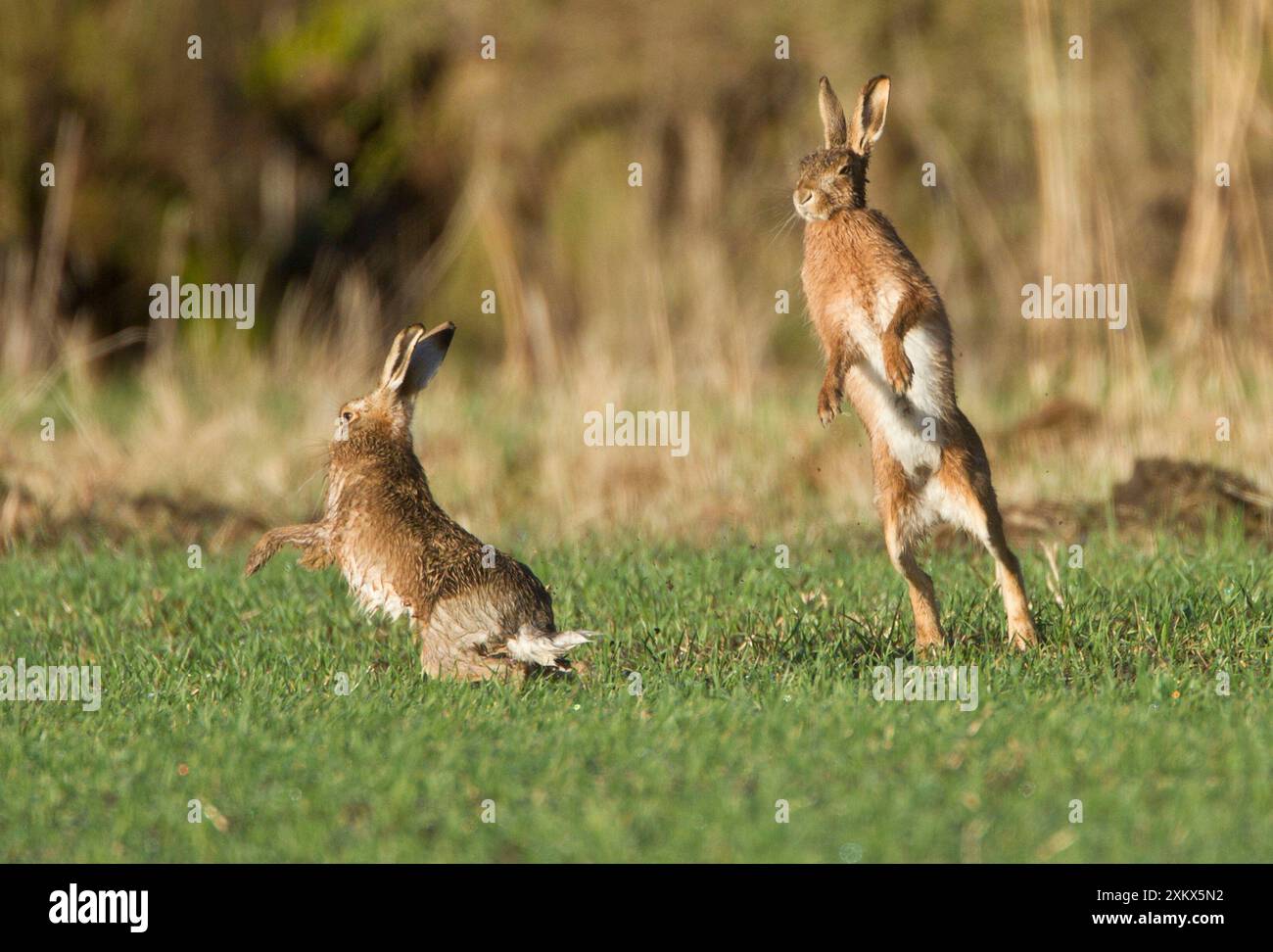 Brown Hares - boxing in field Stock Photo - Alamy