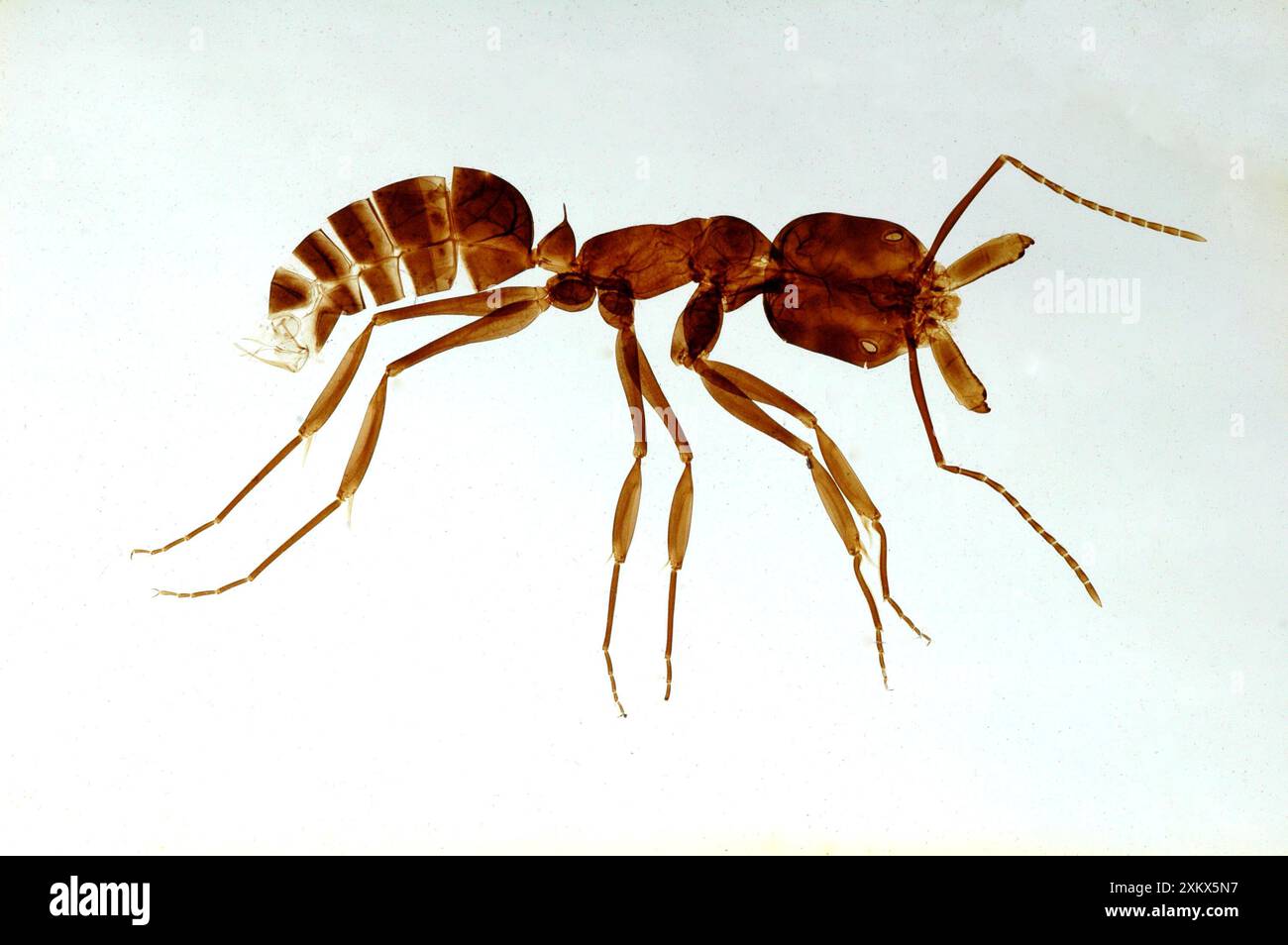 Ant, made as a cleared and flattened microscope preparation Stock Photo ...