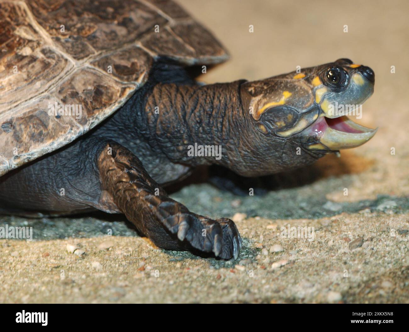 Yellow spotted river turtle hi-res stock photography and images - Alamy