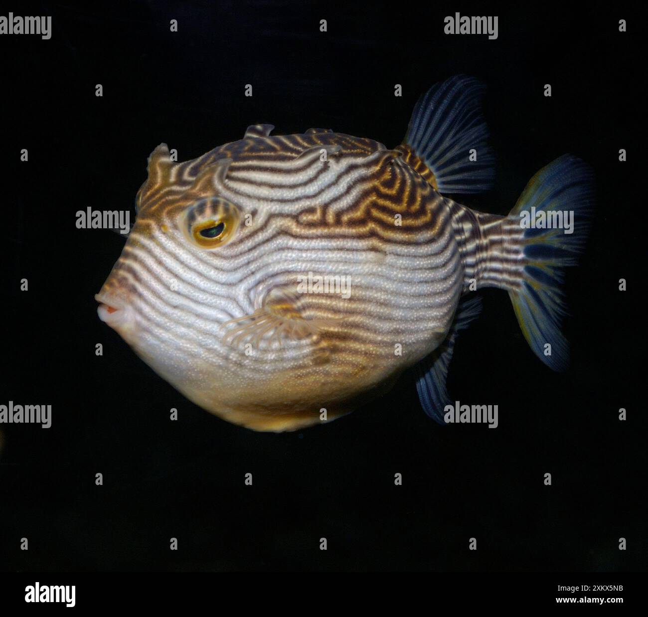 Striped cowfish hi-res stock photography and images - Alamy