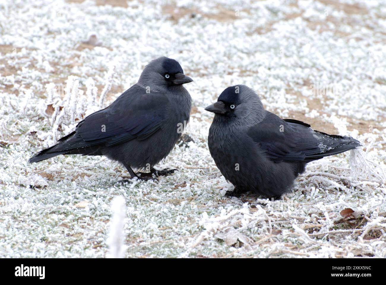 Jackdaws - in the frost Stock Photo - Alamy