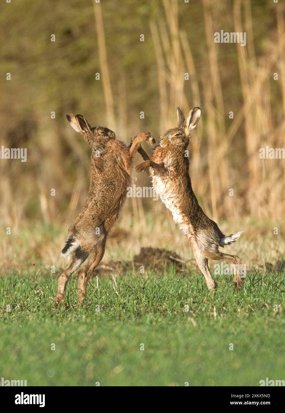 Boxing in hi-res stock photography and images - Alamy